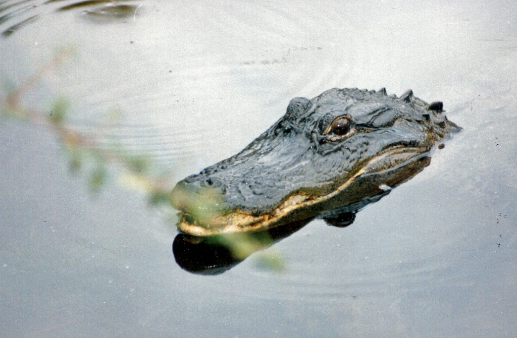 American Alligator from Ware County, GA, USA on January 10, 1997 by ...