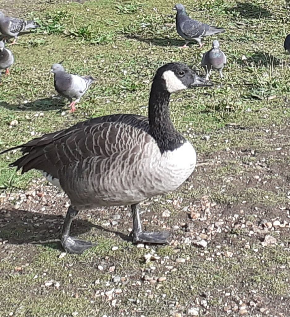 Canada Goose from Barking Park on August 31, 2020 at 10:00 AM by Sam ...
