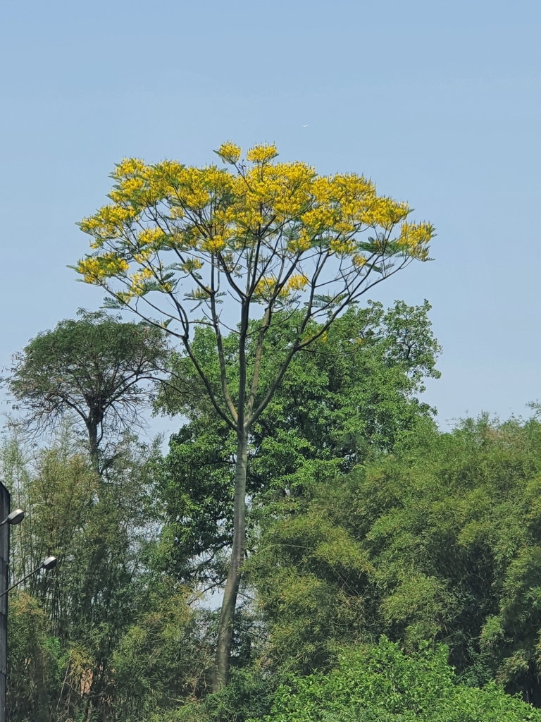 Brazilian fern tree from Estrada dos Romeiros, 2430-2620 - Nucleo Res ...