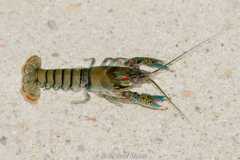 Kisatchie Painted Crayfish from Natchitoches, Louisiana, United States ...