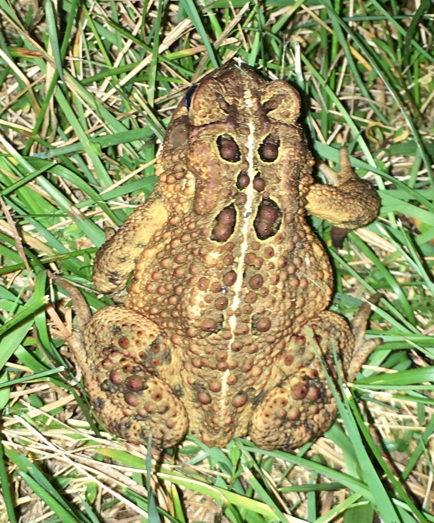 American Toad from Adirondack Park, St. Armand, NY, US on August 18 ...