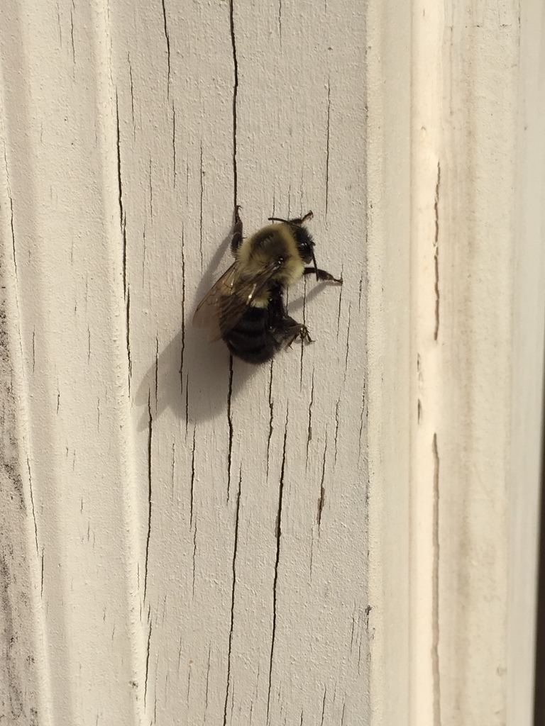 Common Eastern Bumble Bee from NW 103rd St, Oklahoma City, OK, US on ...