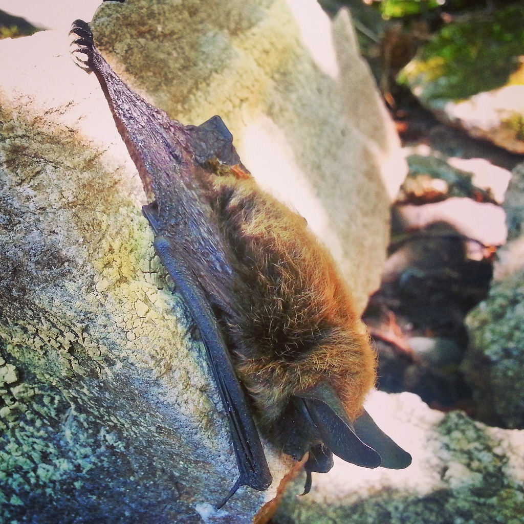 Miller's Myotis in July 2014 by Jeremy Baxter. I'm not great at bat ...