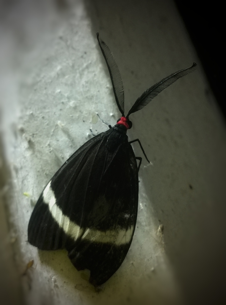 Pidorus glaucopis from Mawlyngkhung, Meghalaya 793122, India on May 26 ...