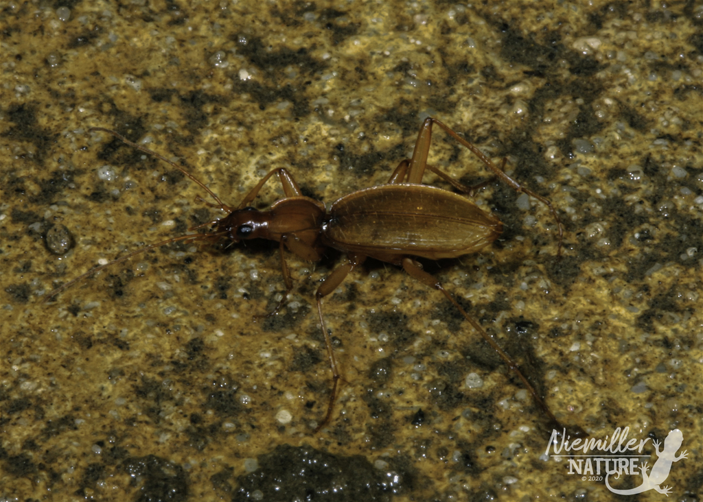 Rhadine caudata from Grundy County, TN, USA on July 20, 2008 at 05:38 ...