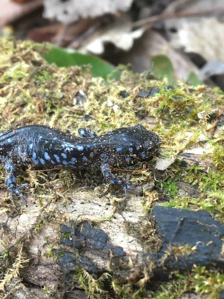 Blue-spotted Salamander in October 2020 by Simon Tolzmann · iNaturalist