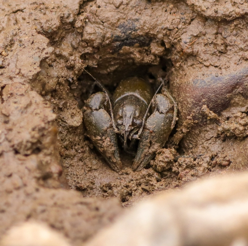 Faxonius from Lincoln, ON L0R 1B6, Canada on October 3, 2020 at 02:16 ...