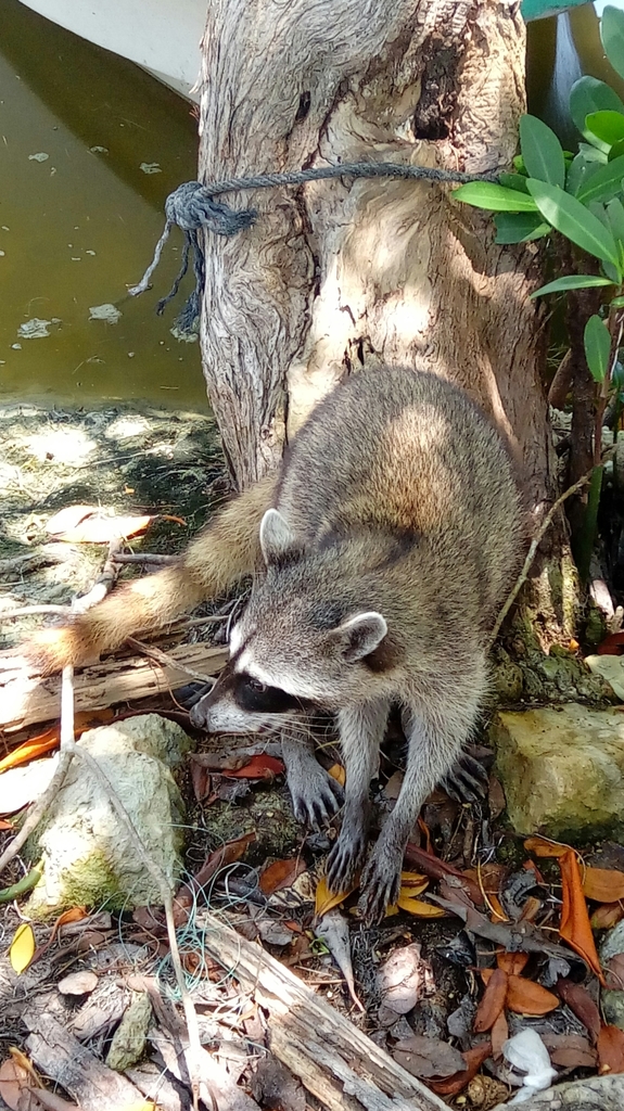 Common Raccoon from Calle 11, Yucatán, México on August 18, 2017 at 12: ...