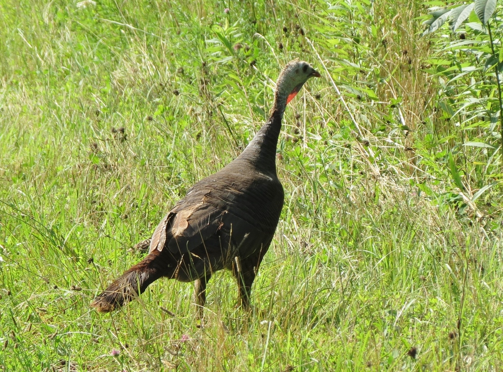 Wild Turkey from Fairview, North Carolina on July 14, 2014 at 05:26 PM ...