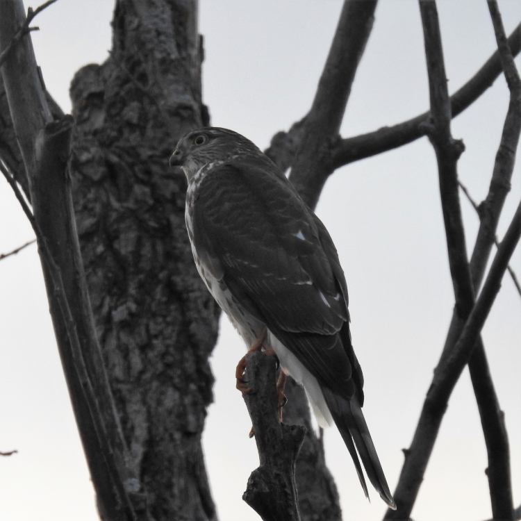 Sharp-shinned Hawk in October 2020 by Michael Dawber · iNaturalist