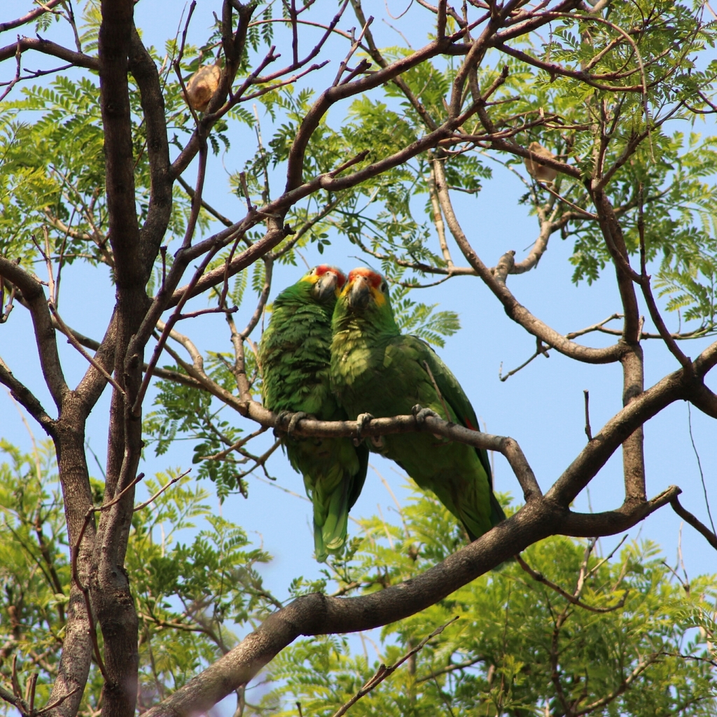 Red-lored Parrot in August 2017 by BiologAbY · iNaturalist