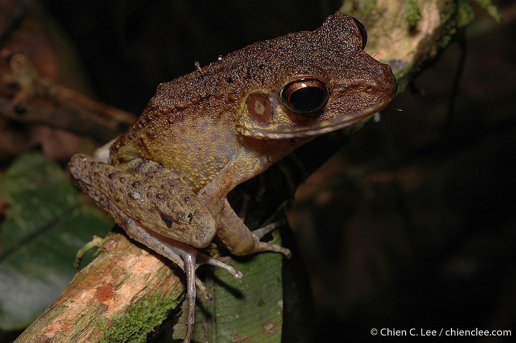 Brown Marsh Frog in August 2004 by Chien Lee · iNaturalist