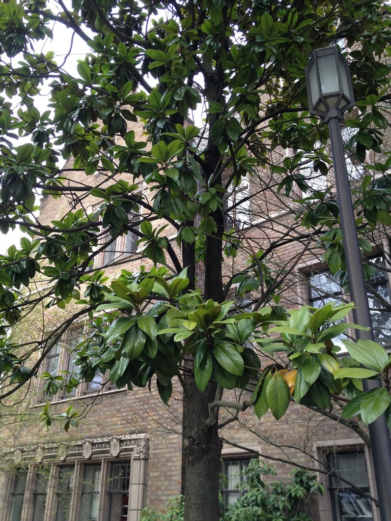 southern magnolia from Northeast 41st Street, Montlake, Seattle, King ...