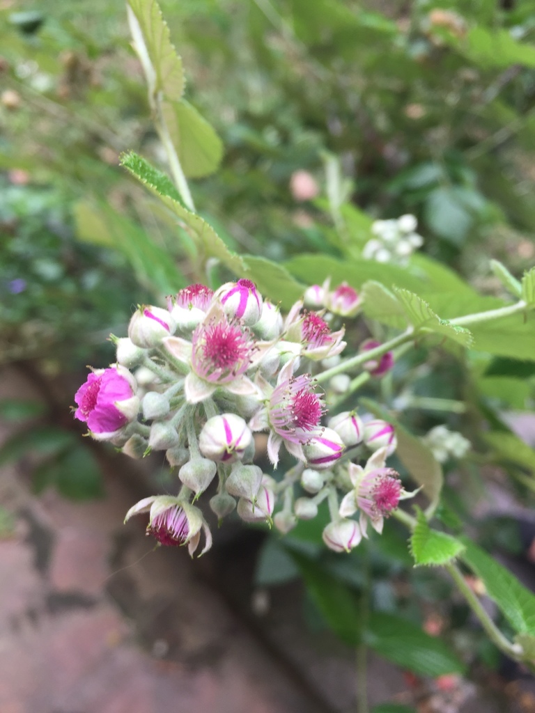 Ceylon Raspberry from Antonio De San Miguel Y Solier, Quito, Pichincha ...