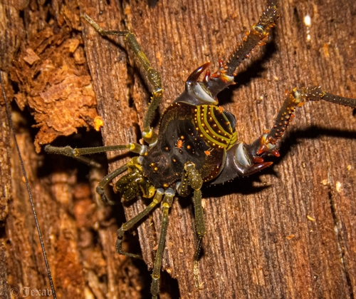 Sadocus funestis · iNaturalist