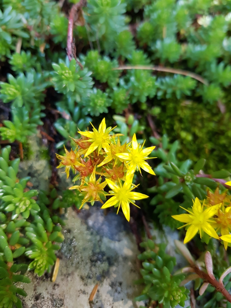 Morrisor stonecrop from Nantou, TW-TA, TW on October 4, 2020 at 08:11 AM by Leo Huang · iNaturalist