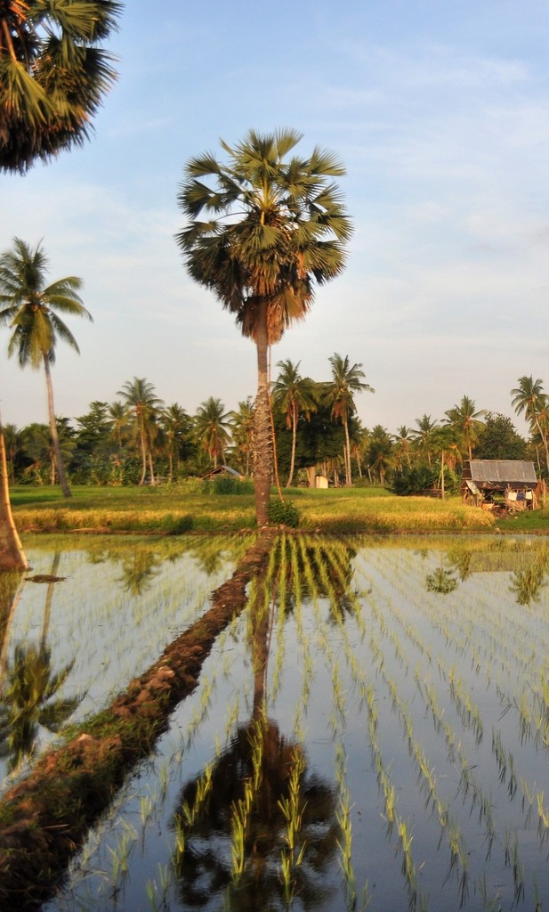 Asian Palmyra Palm from Lembata Regency, East Nusa Tenggara, Indonesia ...