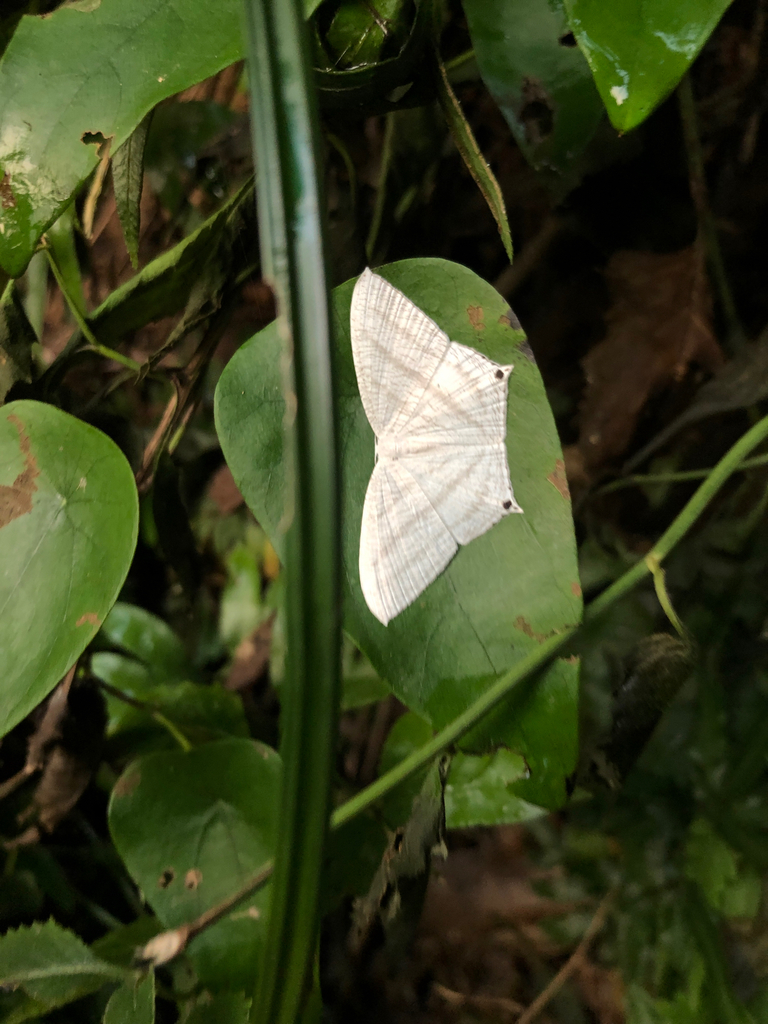 Grey Swallowtail Moth from Shenzhen on October 4, 2020 at 09:53 AM by ...