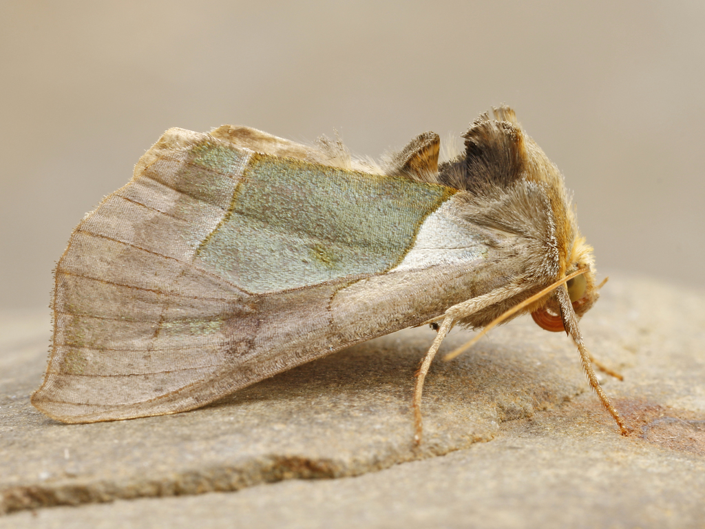 Hologram Moth from Wilson Tract, Norfolk County, Ontario on September ...