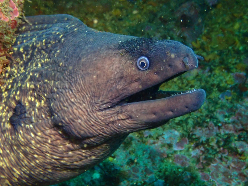 Mediterranean moray from Portugal on October 4, 2020 at 09:03 AM by ...