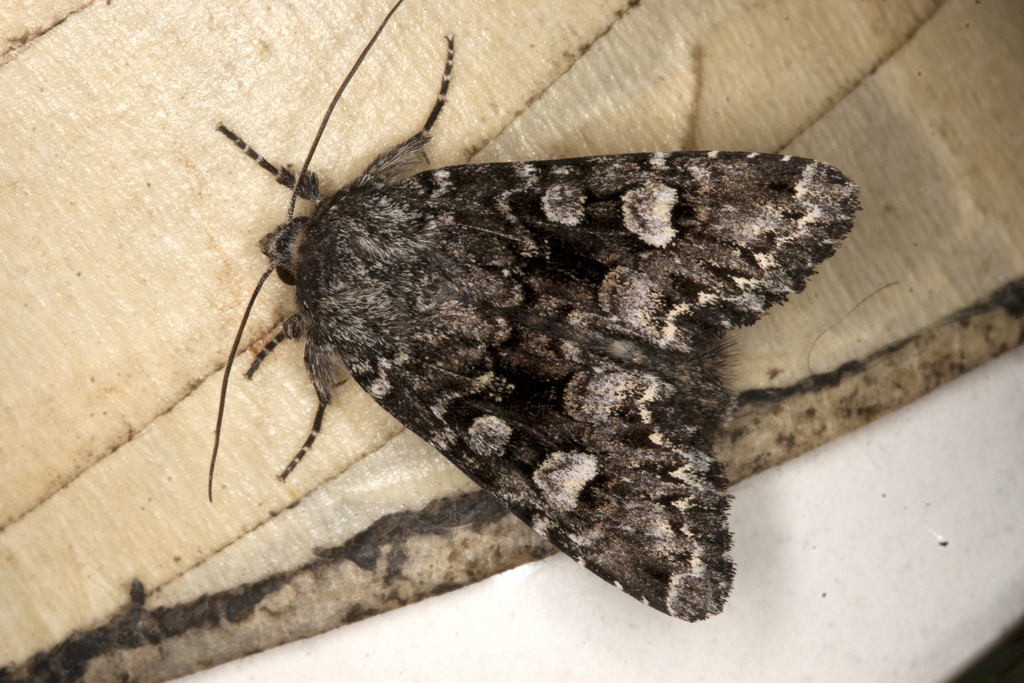 Glaucous Shears Moth from Eagle Hill Institute, Steuben, ME, USA on ...
