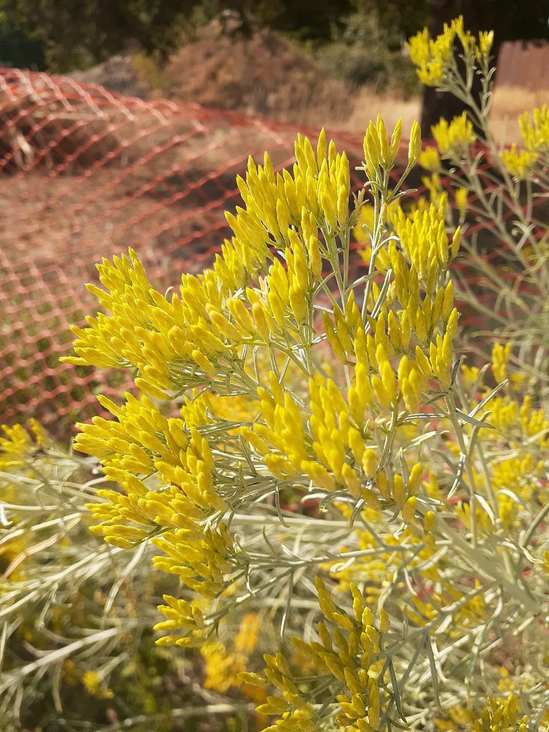 asters and allies from Utah, Utah, United States on September 13, 2020 ...