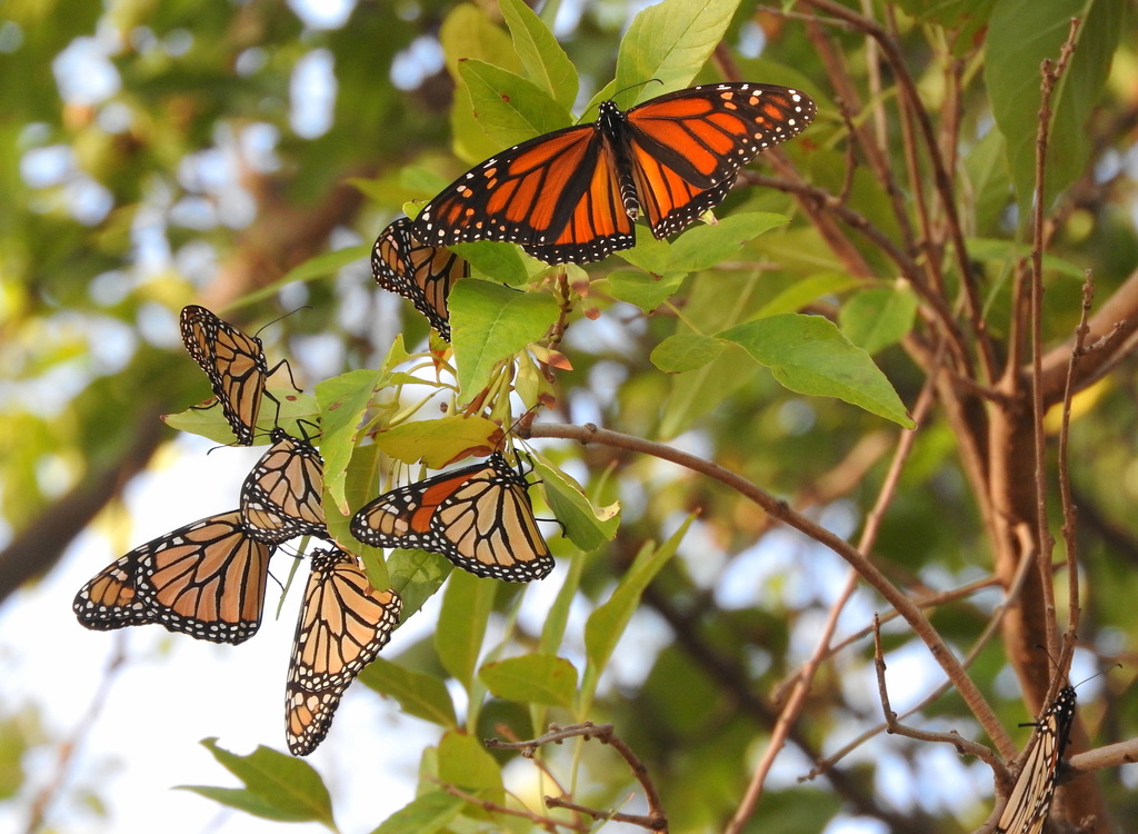 Monarch from Midland County, TX, USA on October 03, 2020 at 08:40 AM by ...