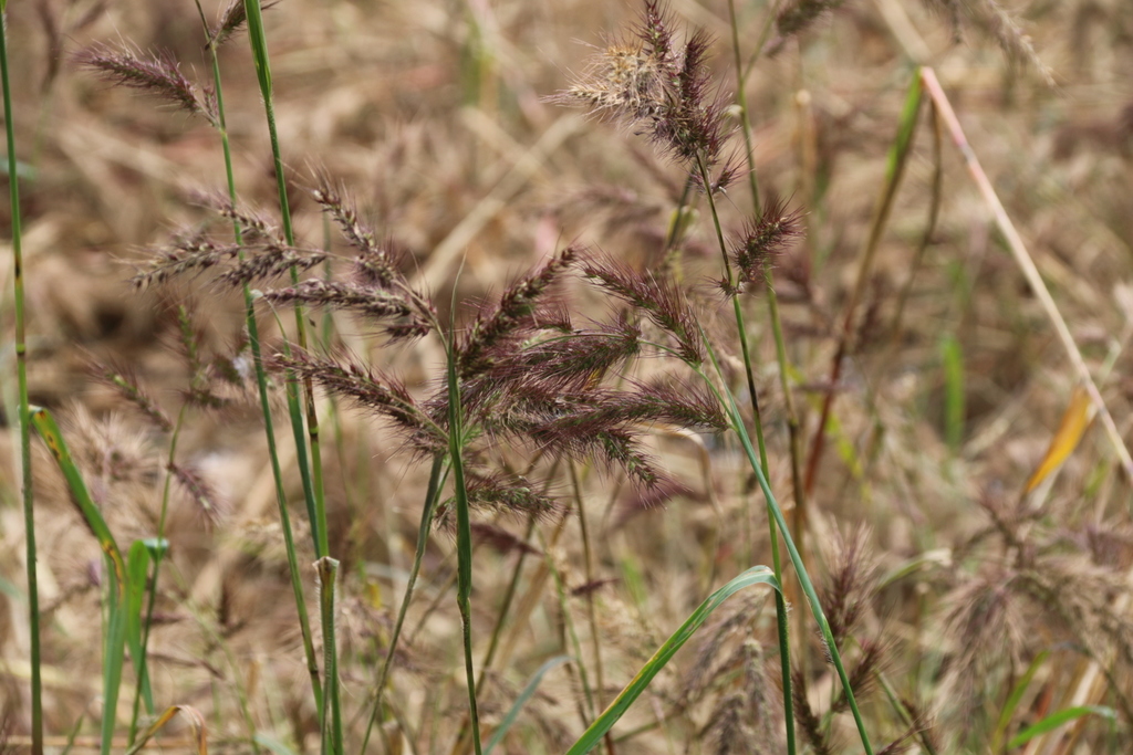Barnyard Grasses from Fort Mott State Park, Salem County, NJ, USA on ...