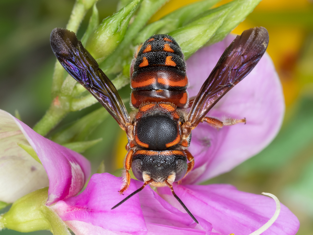 Perplexing Rotund-Resin bee from St. Augustine, FL, USA on August 06 ...
