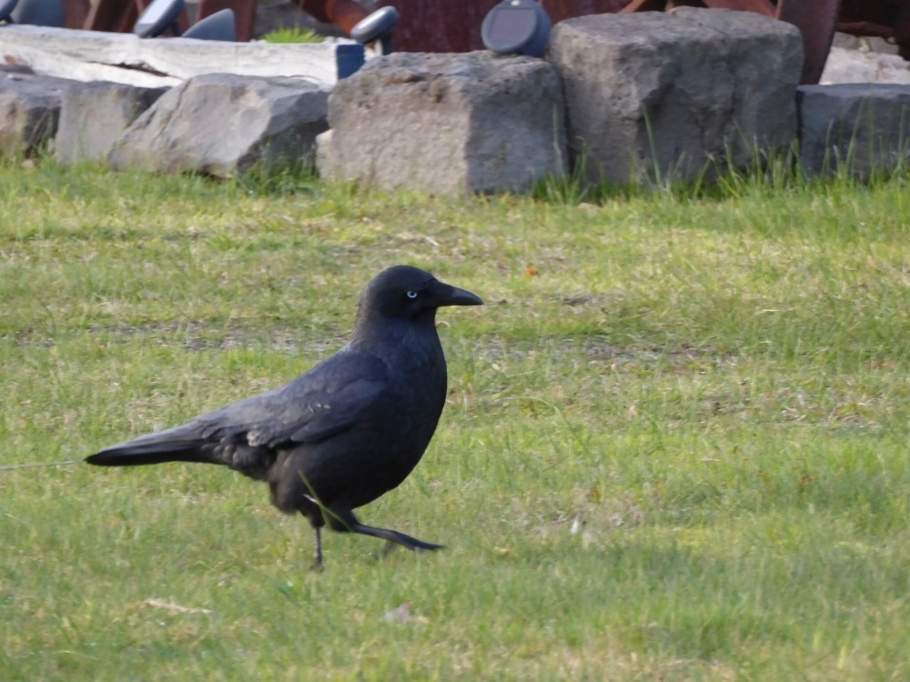 Crows and Ravens in August 2017 by dragonite07. Habitat - Urban How ...