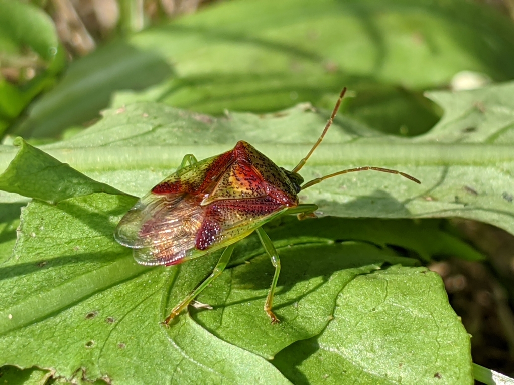 Red-cross Shield Bug from Saint-Pierre, 97500, Saint-Pierre-et-Miquelon ...