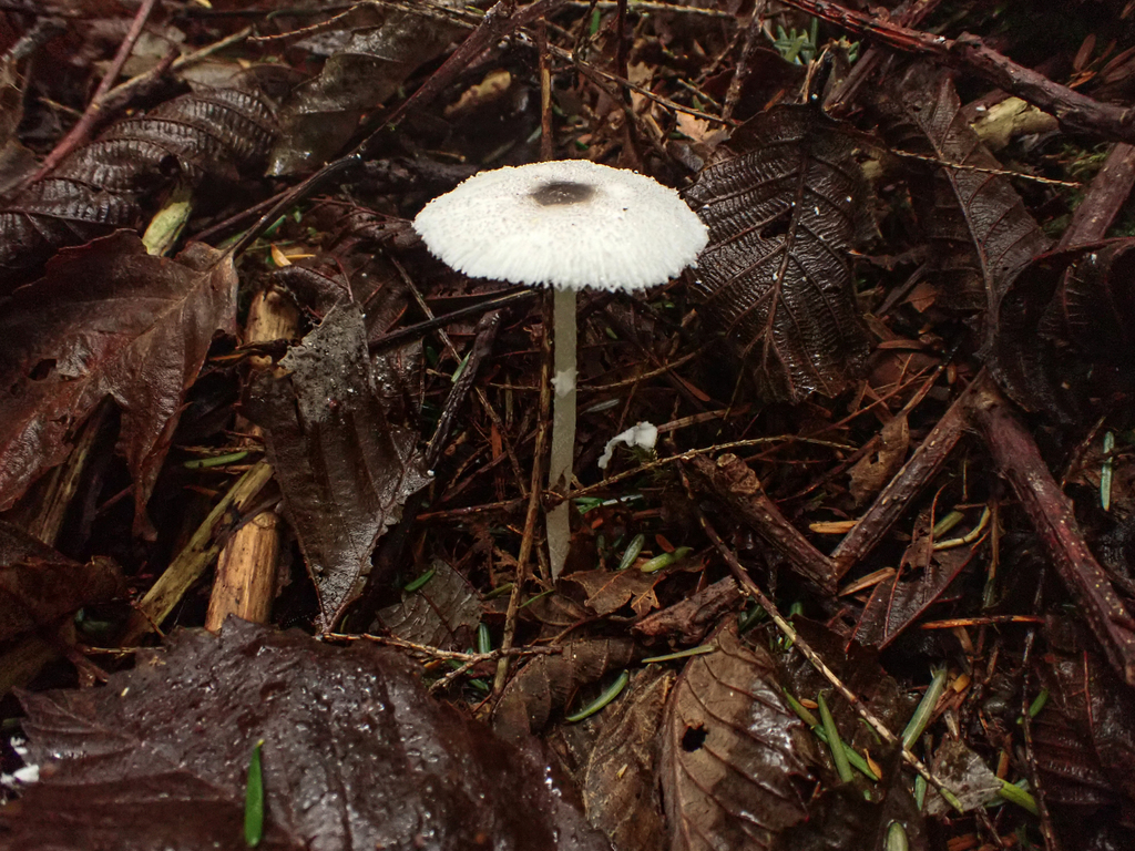 Skullcap Dapperling from Clatsop County, OR, USA on October 3, 2020 at ...