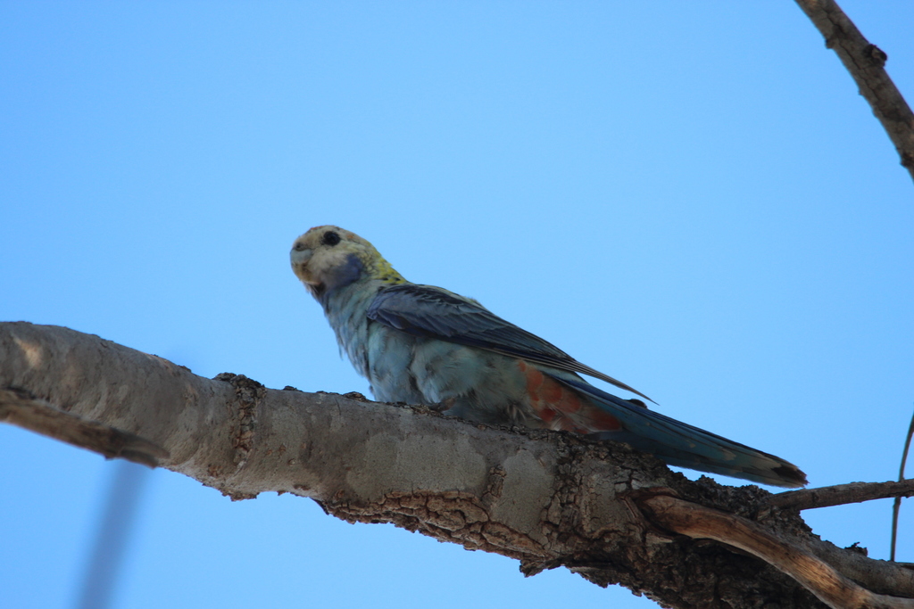 Pale-headed Rosella from Broadmere QLD 4420, Australia on October 02 ...