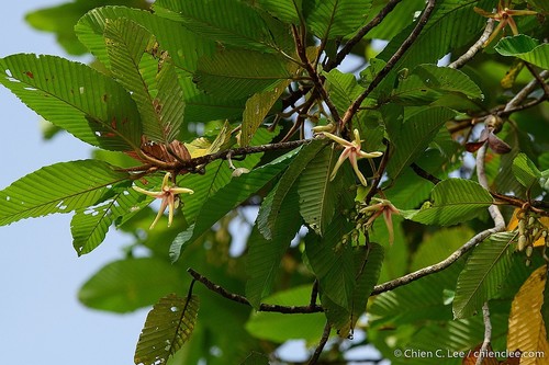 Dipterocarpus validus · iNaturalist