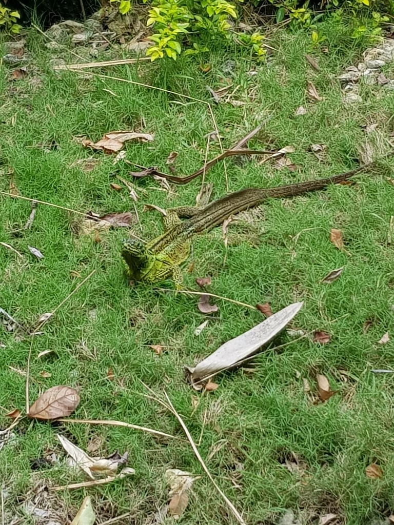 Philippine Sailfin Lizard in July 2019 by Kenneth Jensen · iNaturalist
