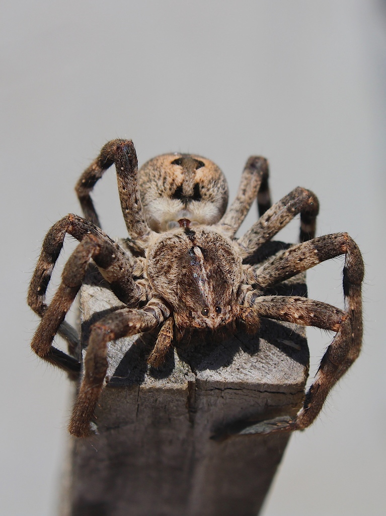 Common Rain Spider from Cape Farms, Cape Town, WC, ZA on October 05 ...
