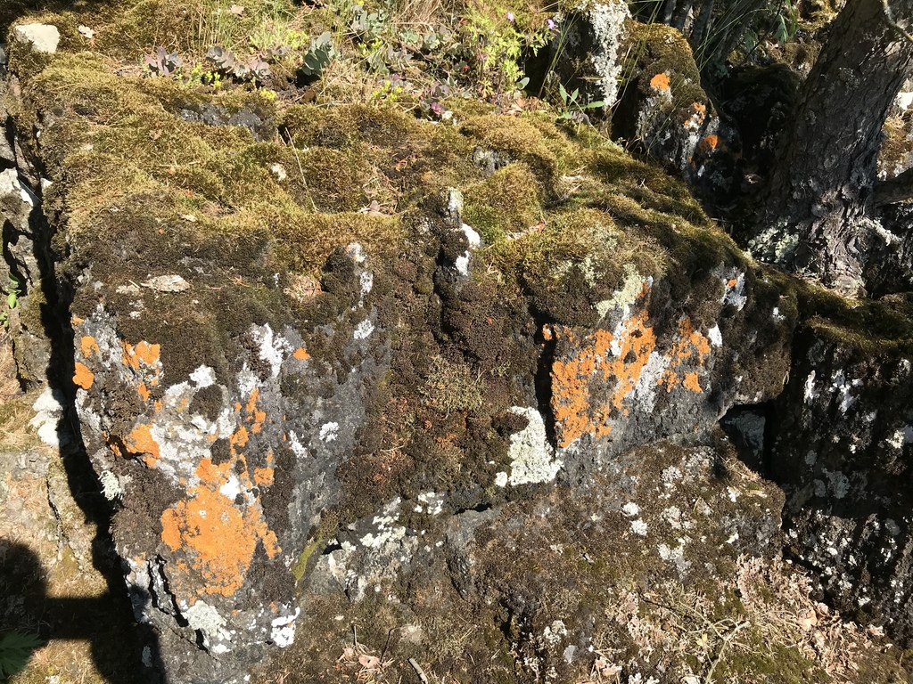 Elegant Sunburst Lichen from Севастьяновское, Ленинградская область, RU ...