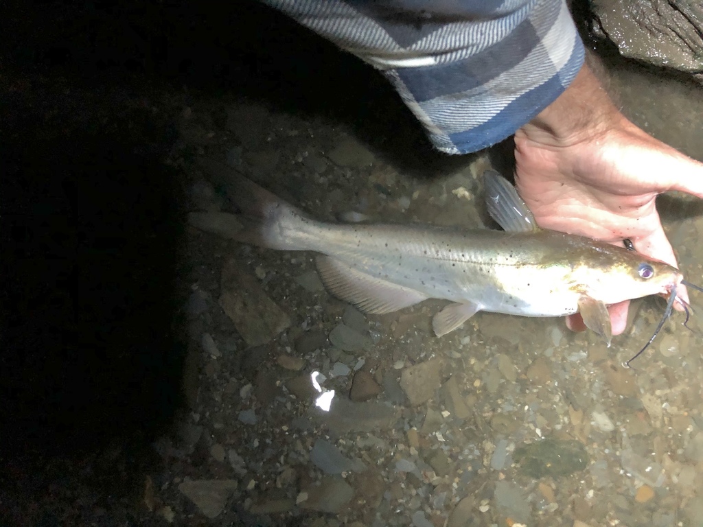 Channel Catfish from Hudson River, Highland, NY, US on October 04, 2020 ...
