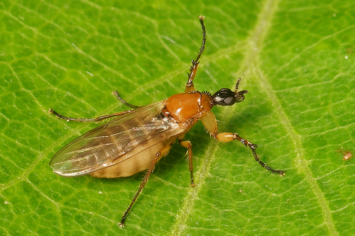 Dilophus bispinosus · iNaturalist