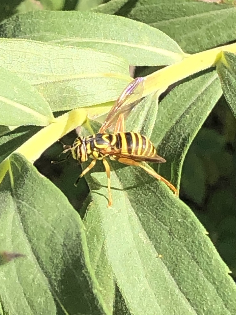 Eastern Hornet Fly from North Lakes Park, Denton, TX, US on October 05 ...