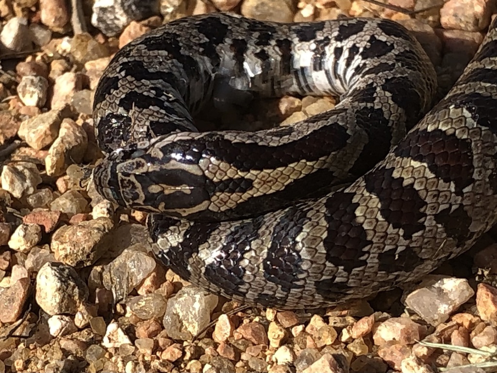 Prairie Kingsnake from North Lakes Park, Denton, TX, US on October 5 ...