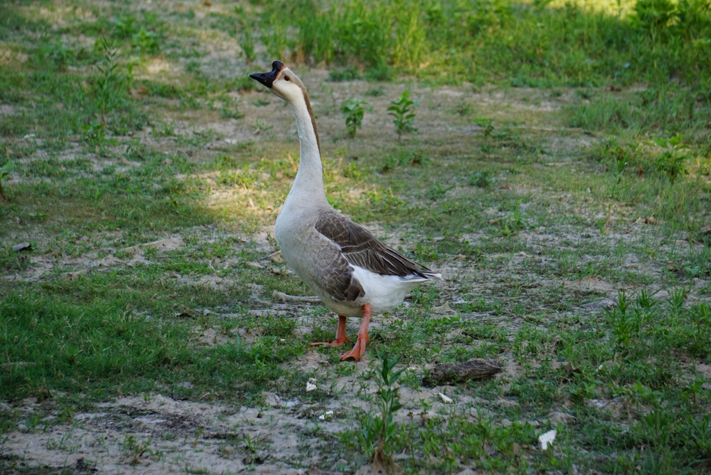Domestic Swan Goose from 9854 Lake Haven Cir, Fort Worth, TX, US on May ...