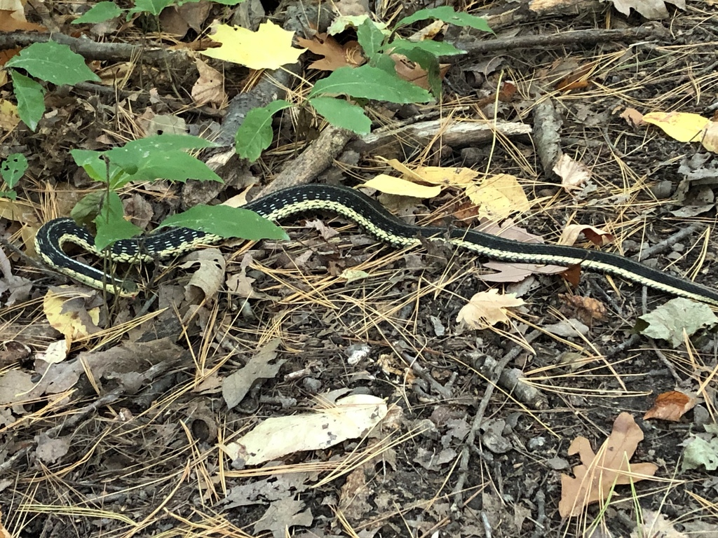 Common Garter Snake from Green Bay, WI, US on October 5, 2020 at 03:50 ...