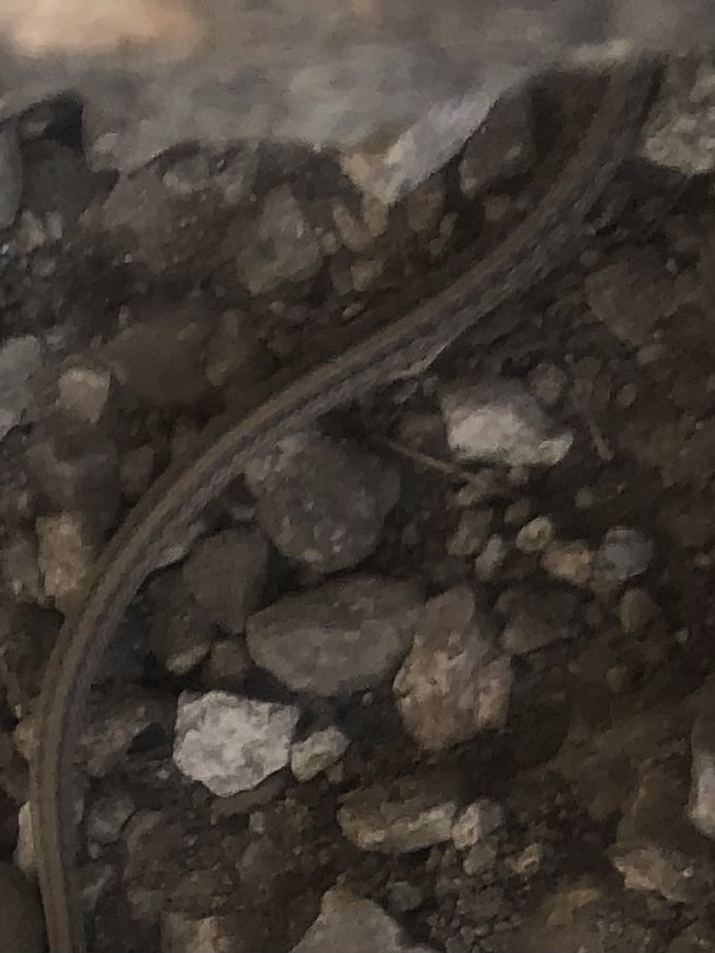 Western Patch-nosed Snake from Joshua Tree National Park, Twentynine ...
