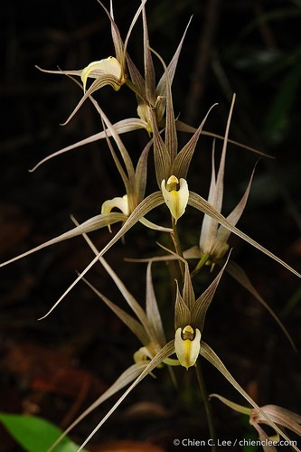 Tainia speciosa · iNaturalist