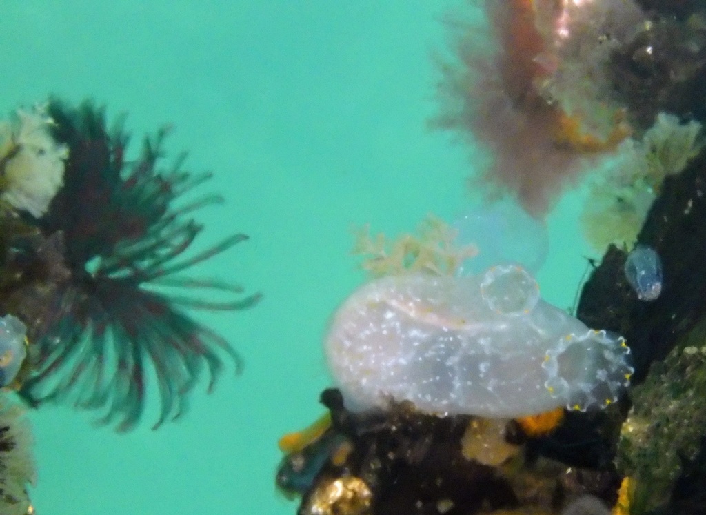 Ciona savignyi from eddie vine on October 05, 2020 at 12:31 PM by Luan ...