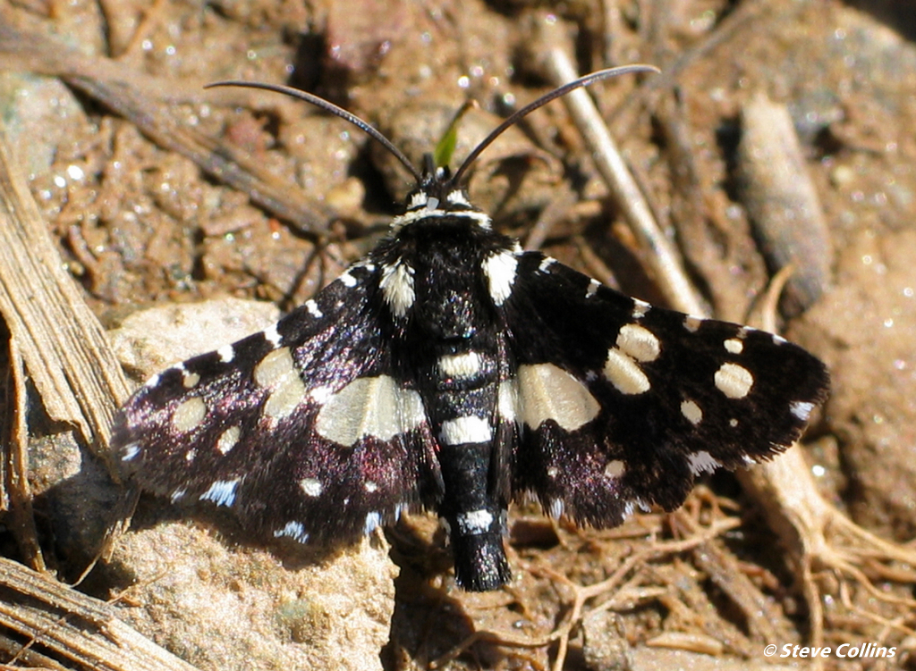 Mournful Thyris Moth from Baltimore County, MD, USA on April 29, 2006 ...