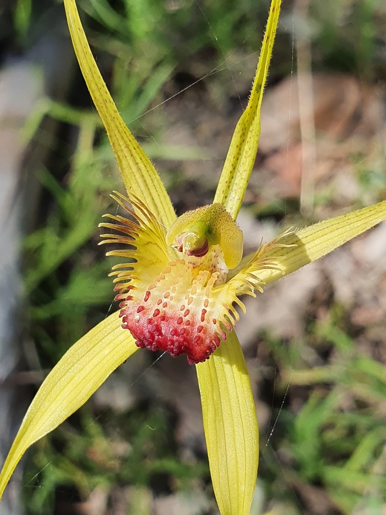 Carbunup king spider orchid in October 2020 by Paul Winthrop · iNaturalist