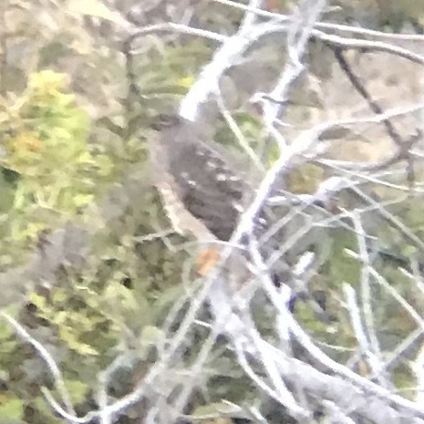 Sharp-shinned Hawk from Florence, MT, US on September 24, 2020 at 07:46 ...