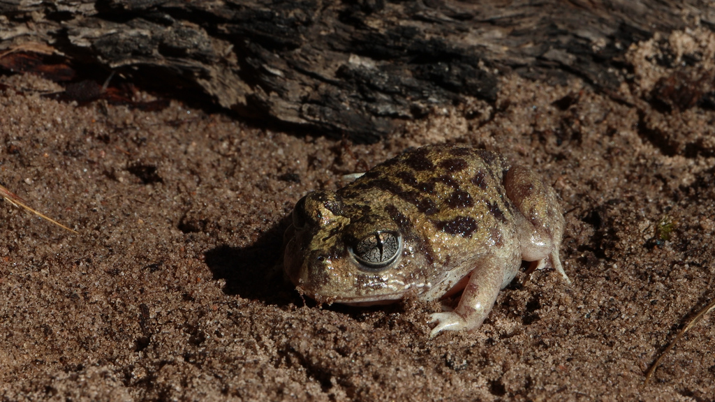 Trilling Frog from Nurcoung VIC 3401, Australia on October 1, 2020 at ...